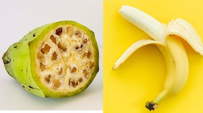 Perbedaan Mencolok 6 Bentuk Buah Zaman Dulu dengan Sekarang, Penuh Biji ...