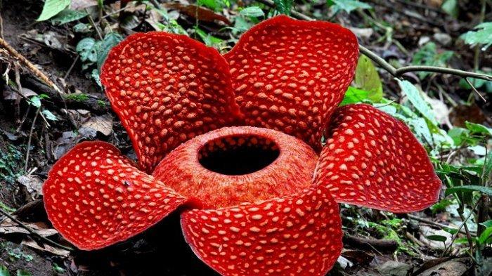 Rafflesia Arnoldii - TribunnewsWiki.com