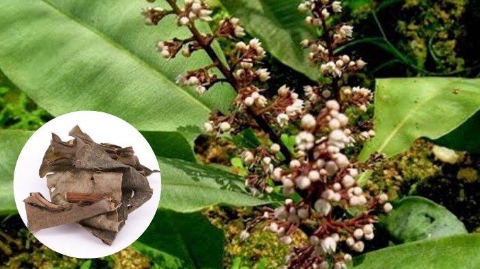 Rumput Fatimah atau Kacip Fatimah - TribunnewsWiki.com