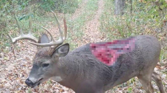 Seperti Film Train to Busan, Rusa 'Zombi' Ini Tetap Hidup Meski Terluka ...