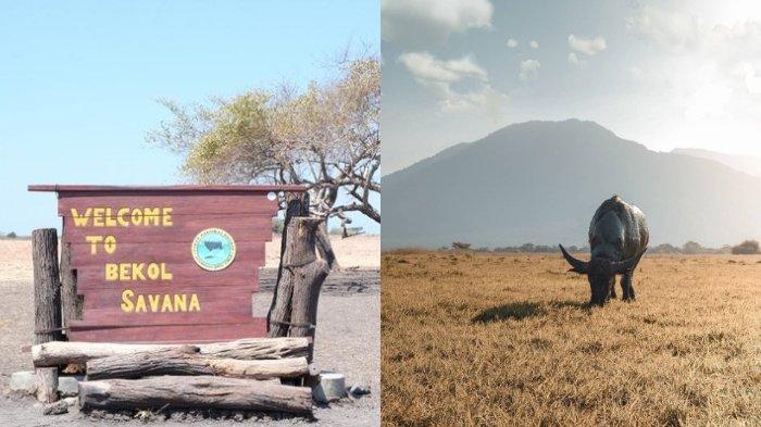 Savana Bekol Taman Nasional Baluran - TribunnewsWiki.com