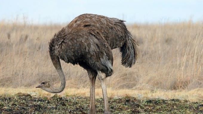 Krisis Identitas, Burung Unta Mengira Dirinya Seekor Zebra, Kini Harus ...