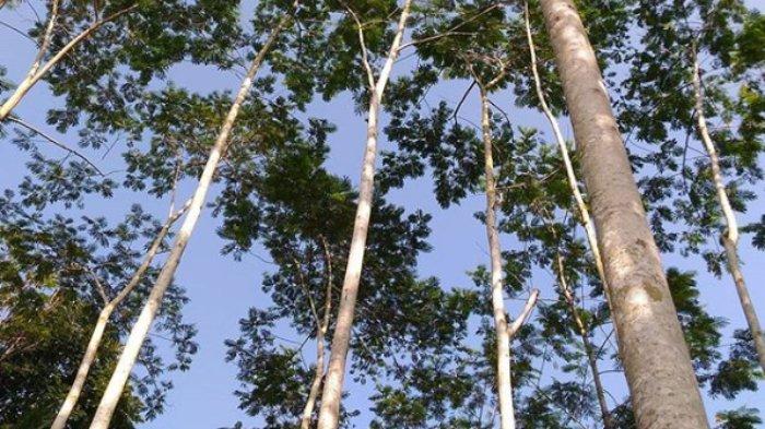 Pohon Sengon - TribunnewsWiki.com
