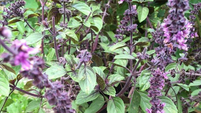 Basil (Selasih) - TribunnewsWiki.com