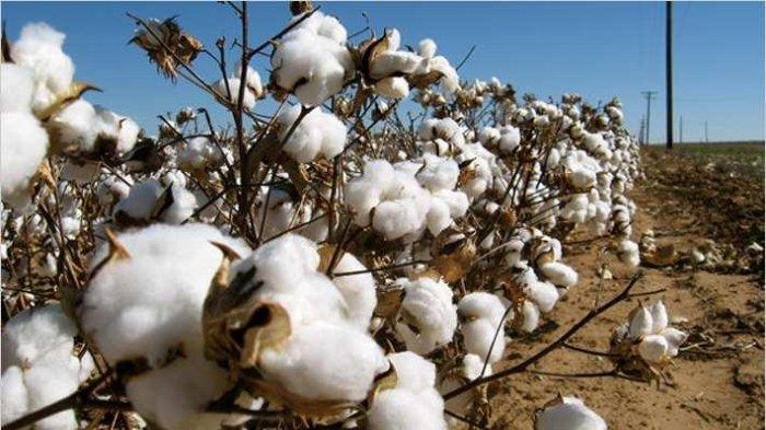 Kapas - TribunnewsWiki.com