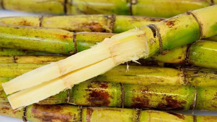 Tebu (Sugar Cane) - TribunnewsWiki.com