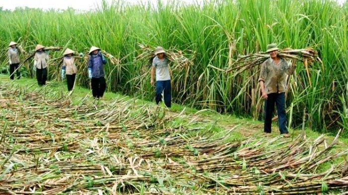 Tebu (Sugar Cane) - TribunnewsWiki.com