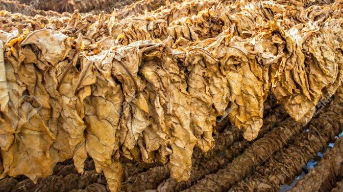 Tembakau - TribunnewsWiki.com