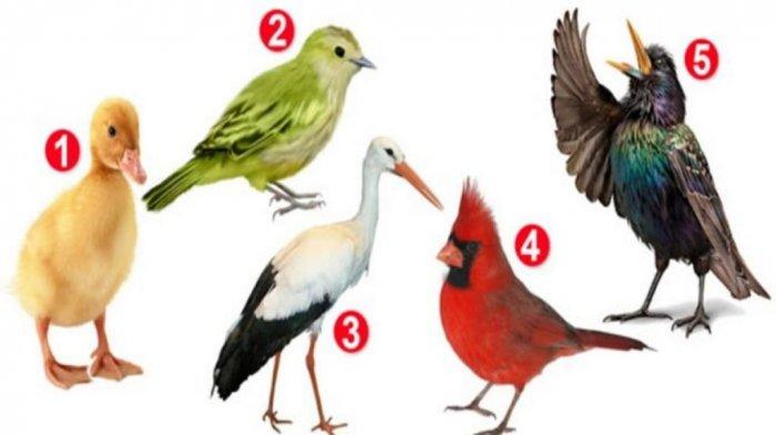 Tes Kepribadian - Pilih Satu Burung yang Anda Suka dan Ungkap Karakter ...