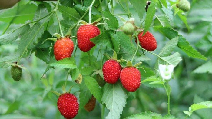 Ucen-Ucen - TribunnewsWiki.com