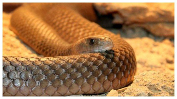 5 Ular Paling Berbisa di Dunia - TribunnewsWiki.com