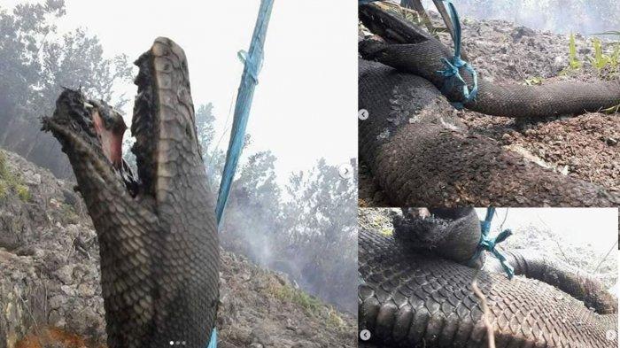 Fakta-fakta Ular Raksasa yang Hangus Akibat Kebakaran Hutan di ...