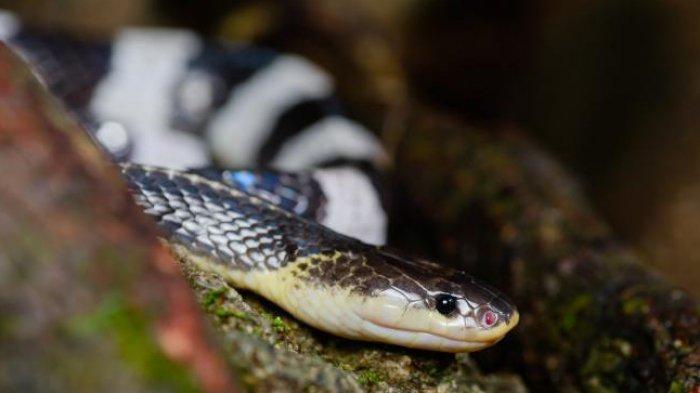 Ular Weling (Bungarus candidus) - TribunnewsWiki.com