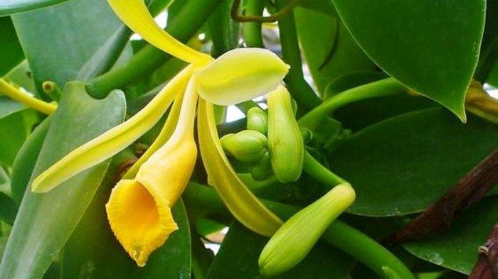 Vanili - TribunnewsWiki.com