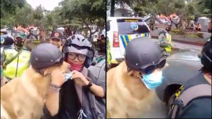 Viral Anjing Ikut Terapkan Protokol Kesehatan, Menurut Dipakaikan ...