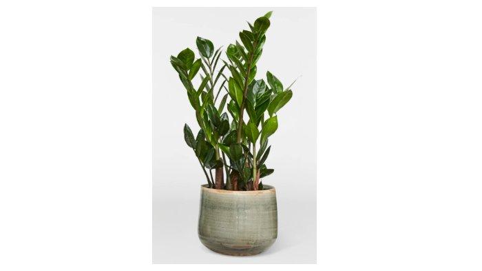 Zamio (Pohon Dolar) - TribunnewsWiki.com