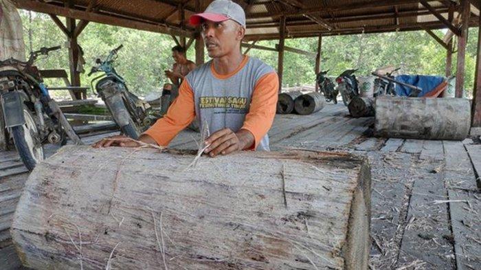 Perjuangan Petani Sagu Kepulauan Meranti Riau Ditengah Pandemi Covid-19 ...
