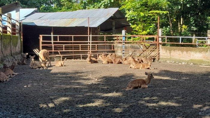 Mengenalkan Berbagai Jenis Satwa kepada Anak Lewat Mini Zoo di Ndayu ...