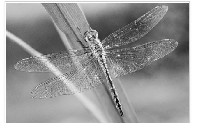 Capung Kendeng Penanda Air Kehidupan - Wartakotalive.com