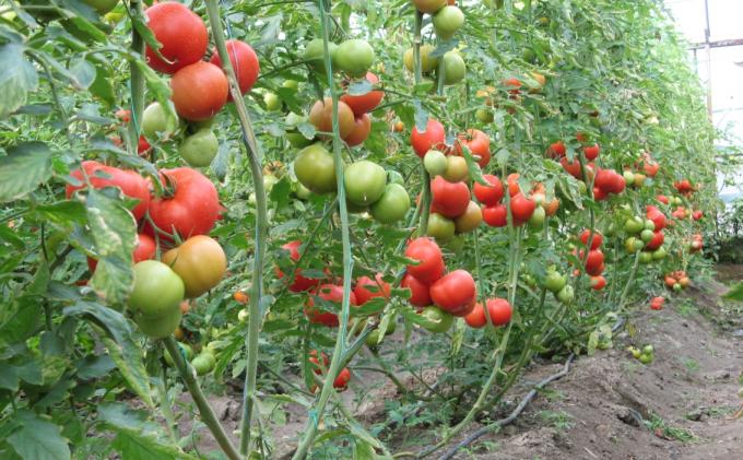 Lahan Tidur di Bogor Ditanami Cabe dan Tomat - Wartakotalive.com