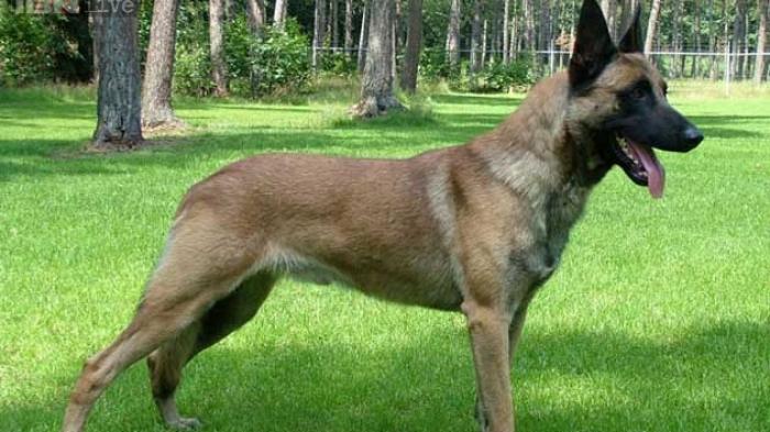 Anjing Belgian Malinois Ini Hobi Makan Peluru - Wartakotalive.com