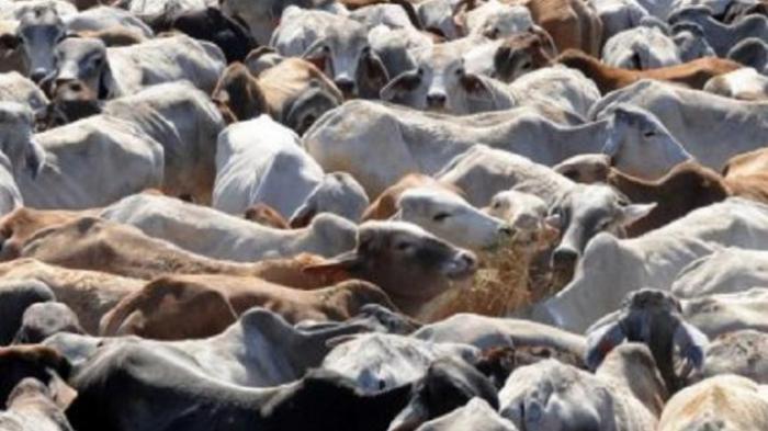 Jawa Timur Menjadi Populasi Sapi Perah Nomor Satu di Indonesia ...