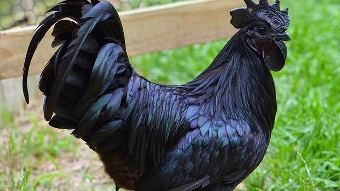 Fantastis! Ayam dari Jawa ini Laku Dijual Rp 2,6 Juta di Amerika ...