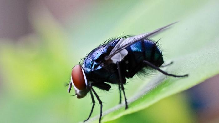 Ini Penyebab Mengapa Tiba-tiba Banyak Lalat Beterbangan di Sekitar Kita ...