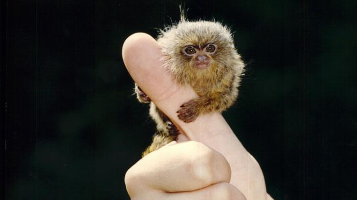 Wow, Warga China Ramai-ramai Pelihara Monyet Kecil Seharga Rp 62 Juta ...