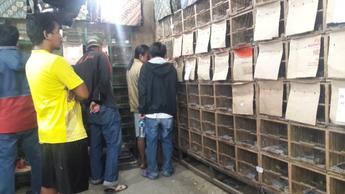 Murai Jadi Promadona di Pasar Burung Pramuka - Wartakotalive.com