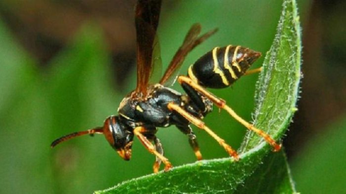 Ternyata Disengat Tawon Lebih Berbahaya daripada Digigit Laba-laba ...