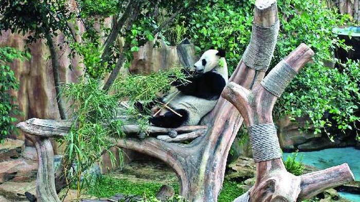 Istana Panda di Taman Safari Indonesia Siap Dibuka - Wartakotalive.com