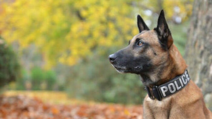 Anjing Cerdas yang Setia Ini Siap Amankan Stasiun Tugu dan Lempuyangan ...