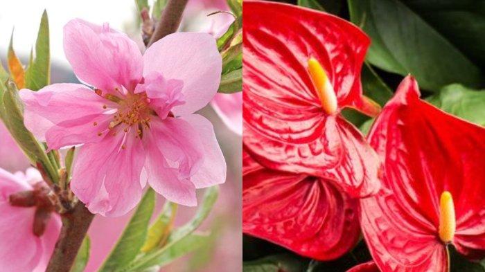 6 Jenis Bunga bisa Bawa Keberuntungan di Imlek 2025, Cocok untuk Hadiah ...