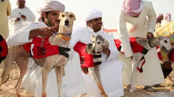 Viral Balap Anjing di Arab, Ternyata Jadi Festival Tahunan Ini Hukumnya ...
