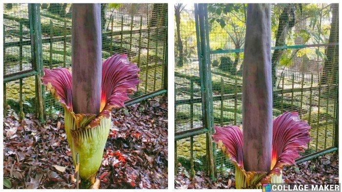 Bingung Liburan Kemana? Yuk Lihat Bunga Bangkai Amorphophallus Titanum ...