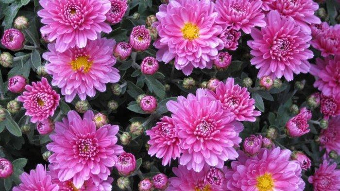 Kenali Kepribadian dan Bunga Keberuntungan Sesuai Bulan Kelahiran ...