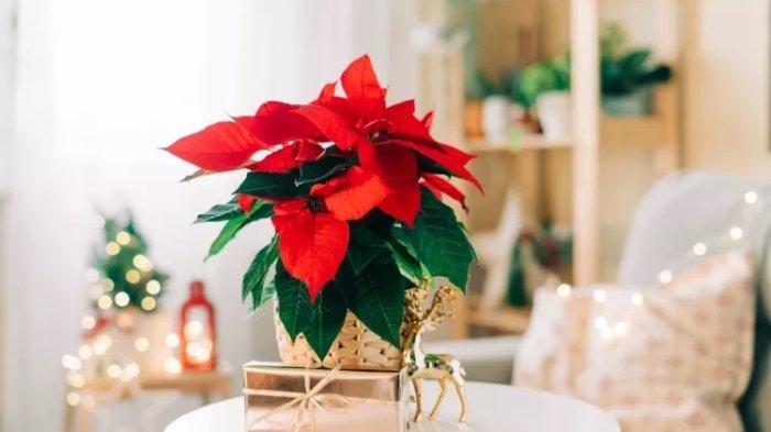 18 Tanaman dan Bunga ini Bisa Jadi Penghias serta Kado di Hari Natal ...