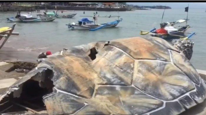 Ramai, Patung Penyu di Sukabumi dari Kardus Senilai Rp 15 Miliar, Dedi Mulyadi Turunkan Tim ...