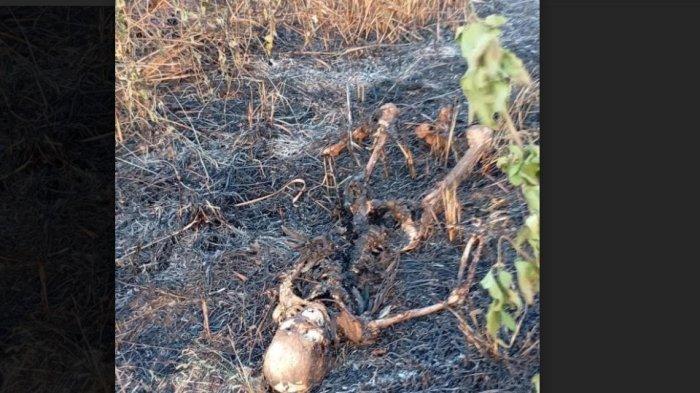 Diduga Kerangka Manusia Ditemukan di Lahan Kosong di Tambun Selatan Bekasi, Polisi Selidiki ...
