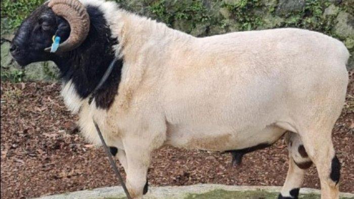 Domba Seperti Ini Jadi Pilihan Rasulullah saat Berkurban, Sangat Langka ...