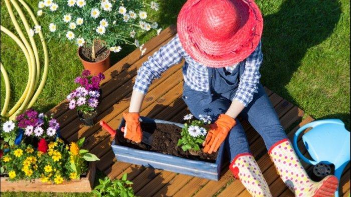 Tips Berkebun dengan Tanaman Mawar, Sesuaikan dengan Karakter ...