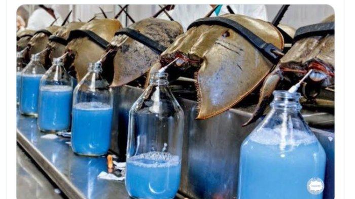 Berita Belangkas Terbaru Hari Ini - Wartakotalive.com