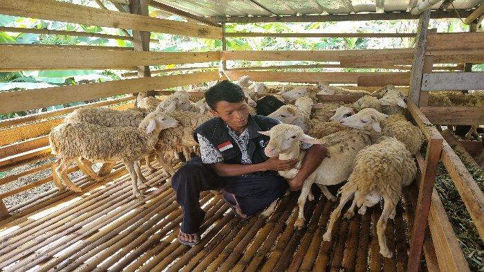 Kisah Hardi, Mustahik yang Ubah Nasibnya Jadi Peternak Neo Plasma di ...