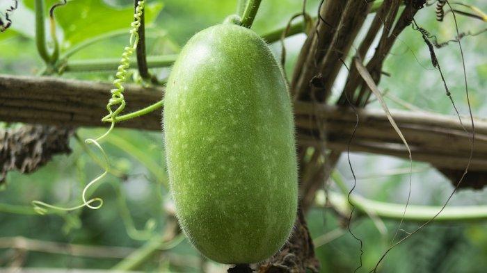 5 Alasan Mengapa Air Abu Labu Menjadi Pembersih Tubuh yang Sempurna ...