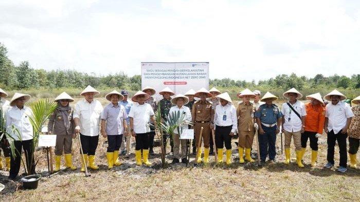 Untuk Pengan Berkelanjutan, Lahan Bekas Tambang Ditanami Pohon Sagu ...
