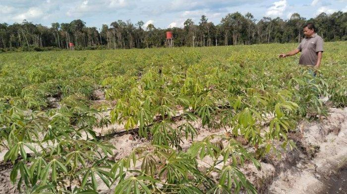 Food Estate Sudah Berproduksi dan Berjalan Baik, BSIP Kalteng: Ahli ...