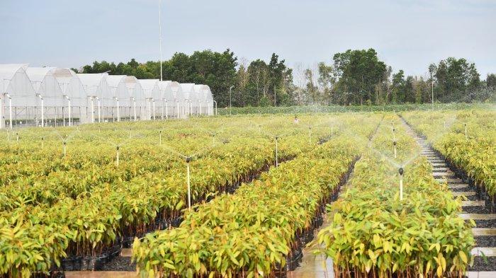 Ada Realisasi Konkrit, Rehabilitasi Lahan dengan Penanaman Pohon Harus ...