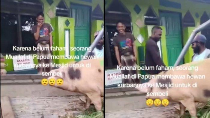 Kisah Mualaf di Papua Bawa Babi ke Pak Ustaz untuk Dikurbankan di Hari ...