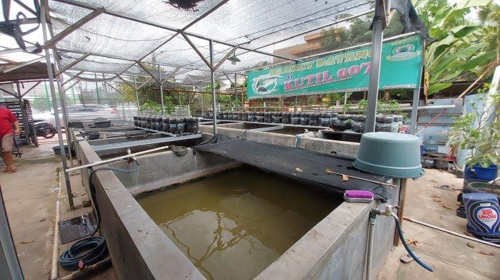 Kisah Kutil, Kelompok Peternak Lele di Tangerang yang Hasilkan 3,6 Ton dalam 4 Tahun ...